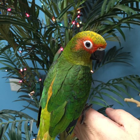 Gold Capped Conure #152123 for sale in Niles, IL