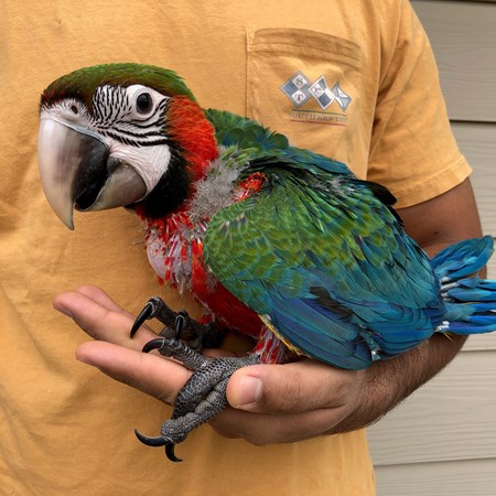Hybrid Macaw #152218 for sale in Austin, TX