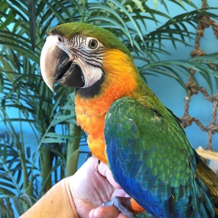 Hybrid Macaw #152755 for sale in Niles, IL