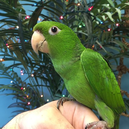 White Eye Conure #153756 for sale in Niles, IL
