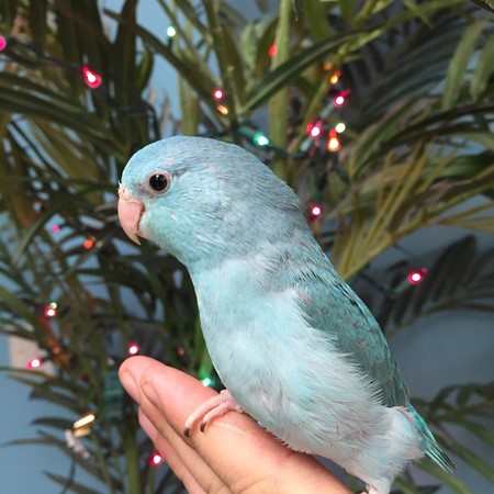 Celestial (Pacific) Parrotlet #153919 for sale in Niles, IL