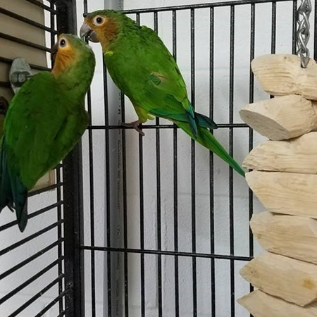 Brown Throat Conure #154376 for sale in Stroudsburg , PA