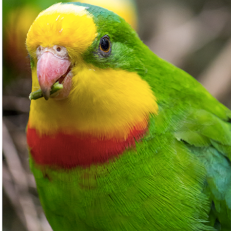 Baraband Parakeet #154719 for sale in Shop Online, WA
