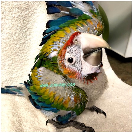 Hybrid Macaw #154976 for sale in Austin, TX