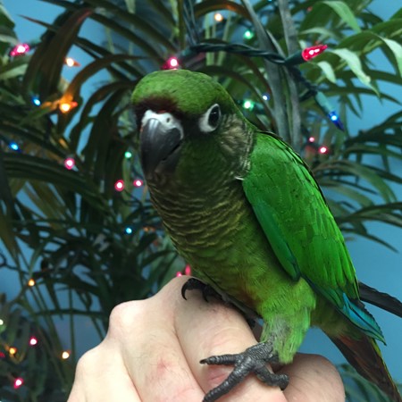 Maroon Belly Conure #155491 for sale in Des Plaines, IL