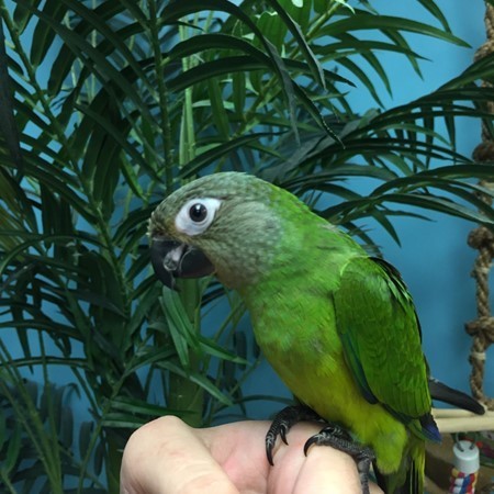 Dusky Conure #157175 for sale in Niles, IL