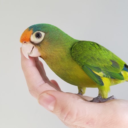 Half Moon Conure #157311 for sale in Arlington Heights, IL