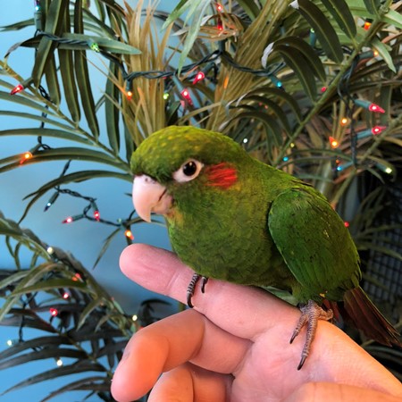 Hoffmans Conure #157321 for sale in Niles, IL