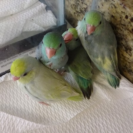 Celestial (Pacific) Parrotlet #157348 for sale in Orlando, FL