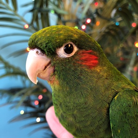 Hoffmans Conure #157527 for sale in Niles, IL