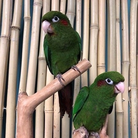 Hoffmans Conure #158250 for sale in Niles, IL