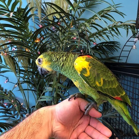 Blue Front Amazon #159209 for sale in Niles, IL