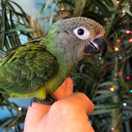Dusky Conure #159397 for sale in Niles, IL
