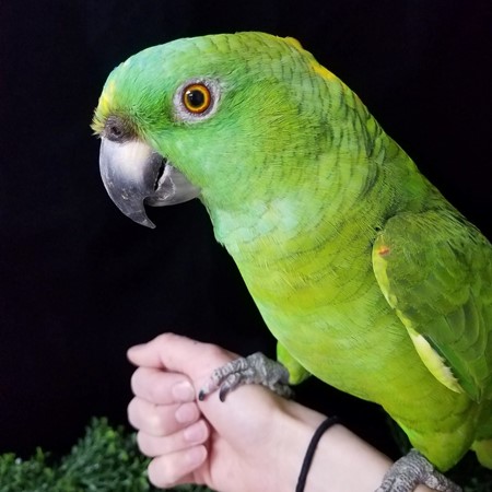 Yellow Naped Amazon #159471 for sale in Arlington Heights, IL