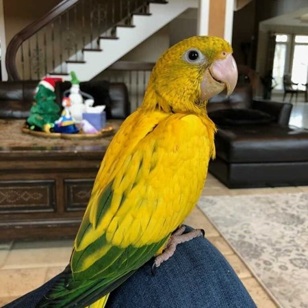 Golden Conure #159511 for sale in Arlington Heights, IL