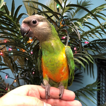 Senegal Poicephalus #159534 for sale in Niles, IL