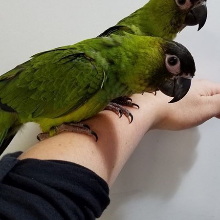 Nanday Conure #159601 for sale in East Stroudsburg , PA