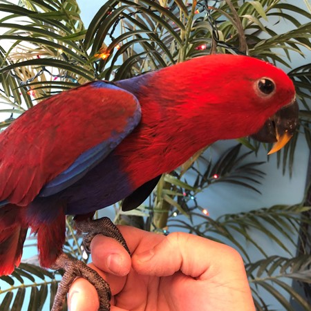 Solomon Island Eclectus #160045 for sale in Niles, IL