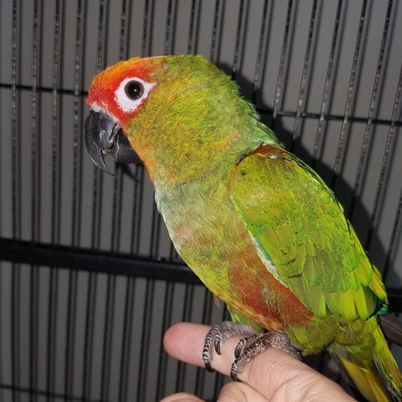 Gold Capped Conure #160630 for sale in Arlington Heights, IL