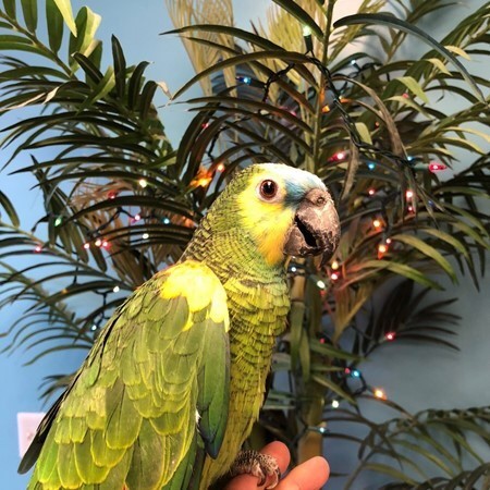 Blue Front Amazon #163233 for sale in Niles, IL