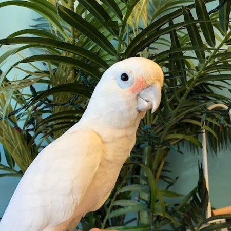 Goffin Cockatoo #163241 for sale in Niles, IL