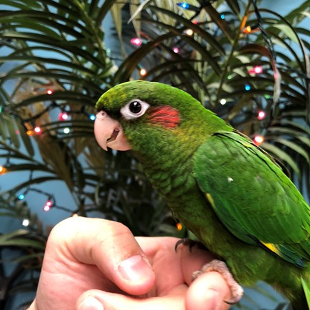 Hoffmans Conure #164459 for sale in Niles, IL