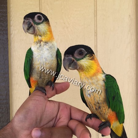 Black Headed Caique #164503 for sale in Austin, TX