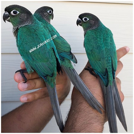 Green Cheek Conure #164984 for sale in Austin, TX
