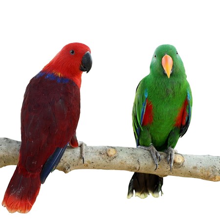 Solomon Island Eclectus #165170 for sale in Shop Online, WA