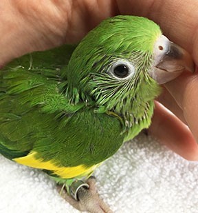 Canary-wing Parakeet #166296 for sale in Arlington Heights, IL