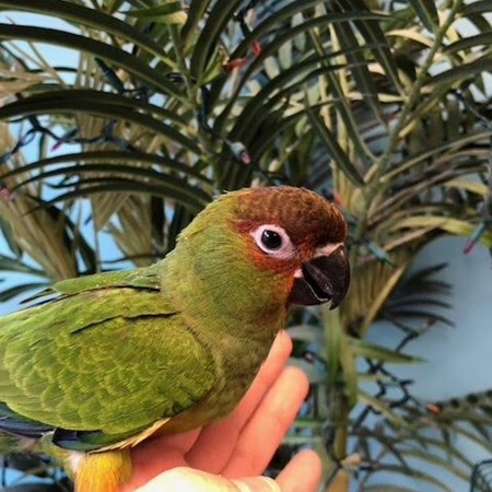 Nanday Conure #166998 for sale in Niles, IL