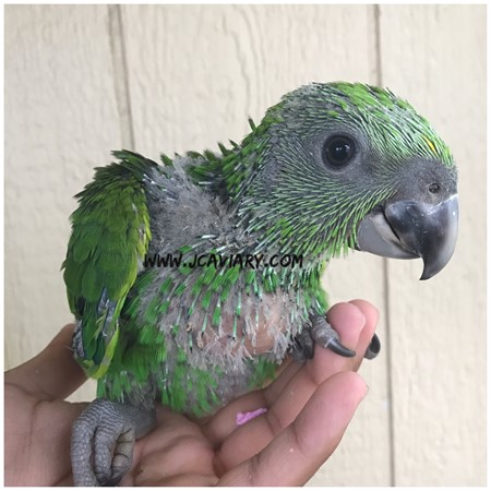 Yellow Naped Amazon #167268 for sale in Austin, TX