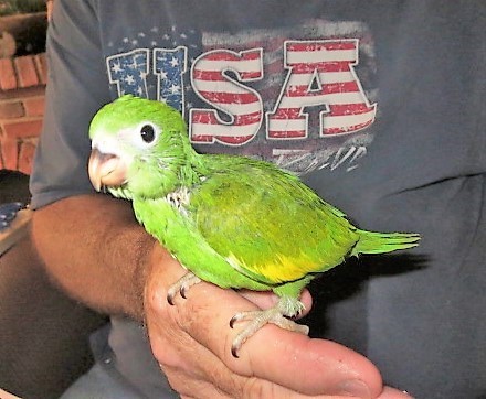 Canary-wing Parakeet #168338 for sale in Miami, FL