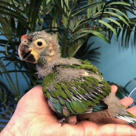 Illigers Macaw #168369 for sale in Des Plaines, IL