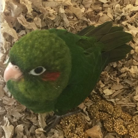 Hoffmans Conure #168682 for sale in Willoughby, OH