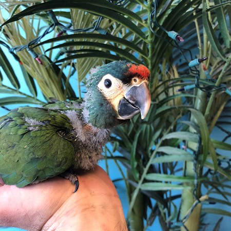 Illigers Macaw #168692 for sale in Niles, IL
