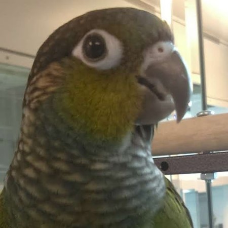Maroon Belly Conure #168881 for sale in Webster, NY