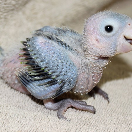 Half Moon Conure #169304 for sale in Bandera, TX