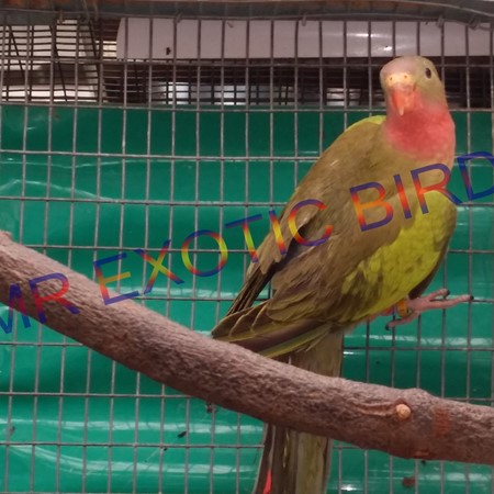 Princess of Wales Parakeet #171115 for sale in San Diego, CA