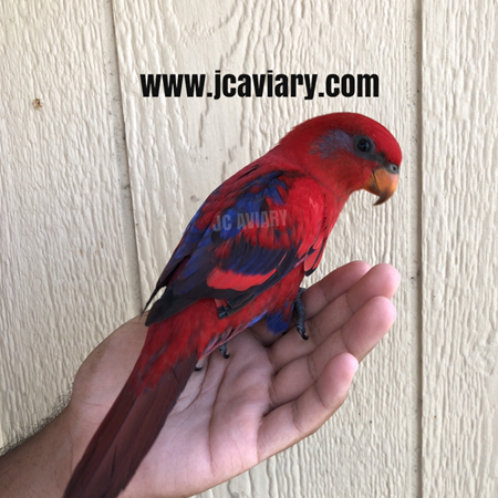 Red Lories #171390 for sale in Austin, TX