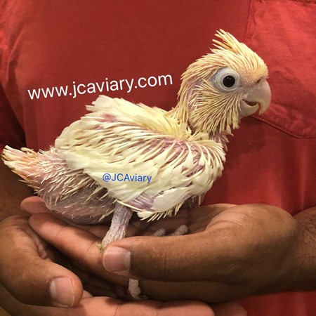 Red Vented Cockatoo #171506 for sale in Austin, TX