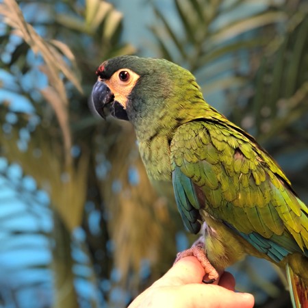 Illigers Macaw #171586 for sale in Niles, IL