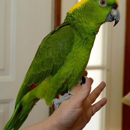 Yellow Naped Amazon #171876 for sale in Stroudsburg , PA
