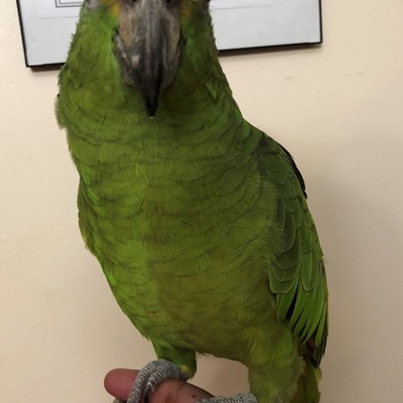 Yellow Crowned Amazon #171961 for sale in Hazleton, PA