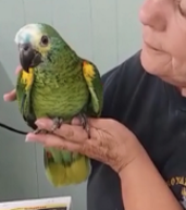 Blue Front Amazon #171981 for sale in Lincolnton, NC