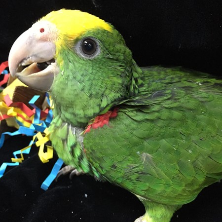 Double Yellow Head Amazon #172003 for sale in Arlington Heights, IL