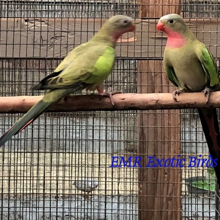 Princess of Wales Parakeet #172023 for sale in San Diego, CA