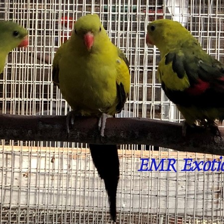 Rock Pebbler Parakeet #172027 for sale in San Diego, CA