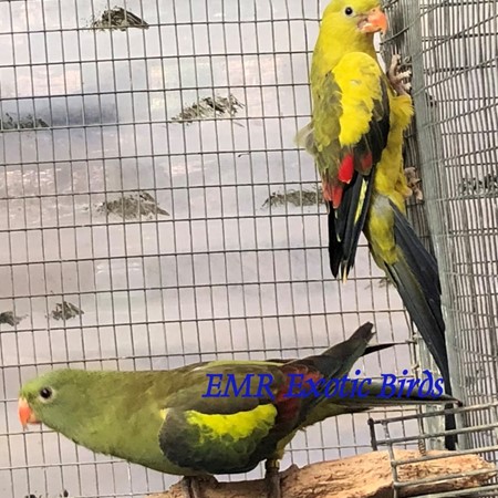 Rock Pebbler Parakeet #172027 for sale in San Diego, CA