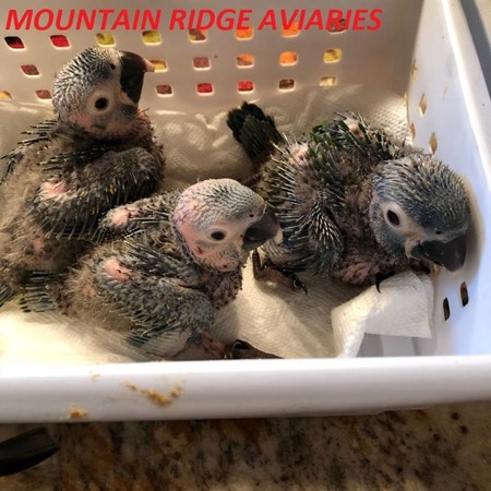 Yellow Collar Macaw #171743 for sale in MOUNT SOLON - VA, VA